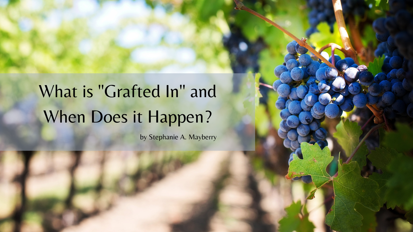 What is “Grafted In” and When Does it Happen? – Torah Observant Apostolics